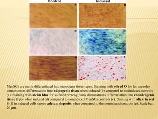 Menstrual Blood stem cells | PPTX