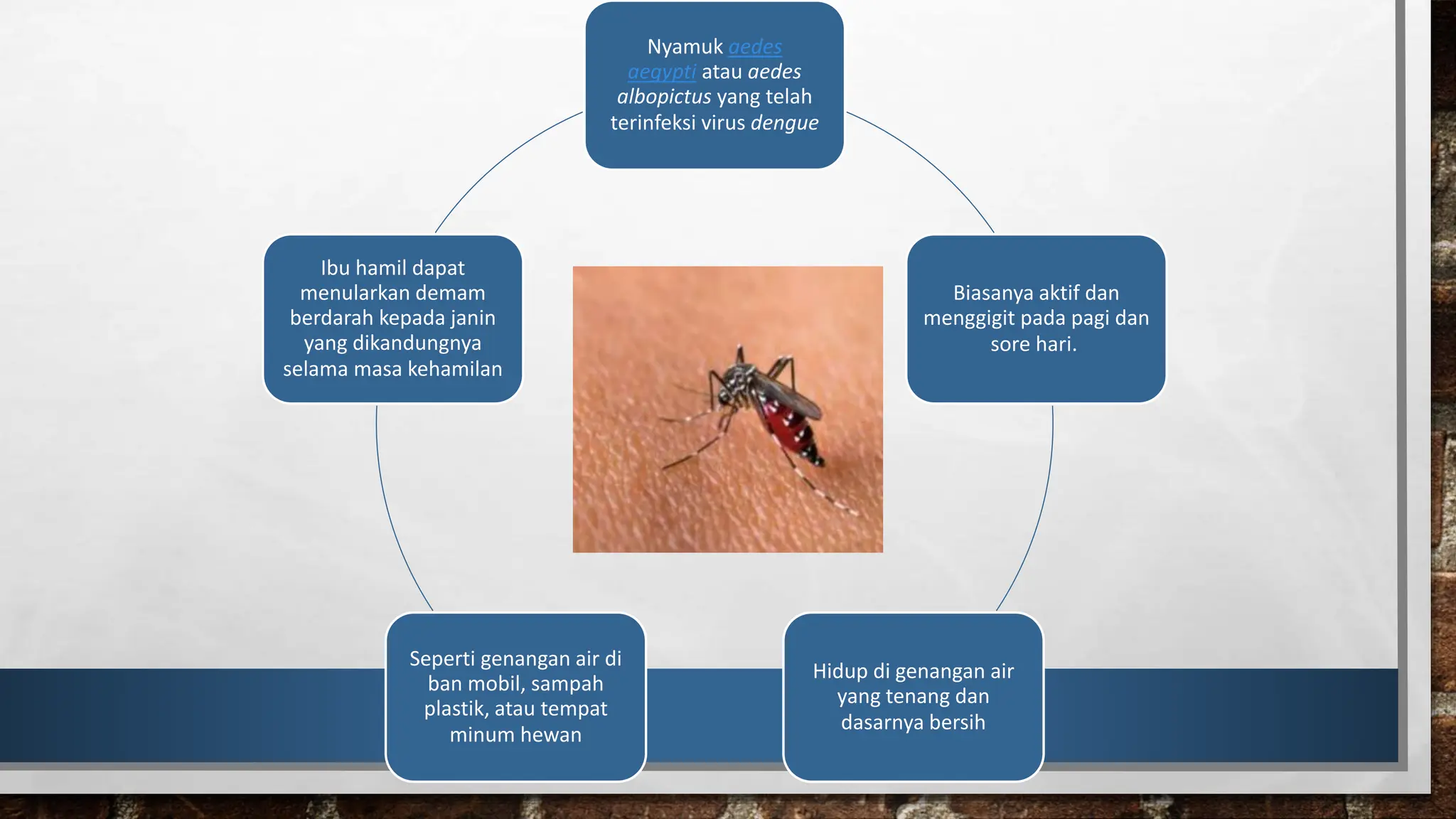 PPT PENYULUHAN TENTANG DEMAM BERDARAH DENGUE | PPTX