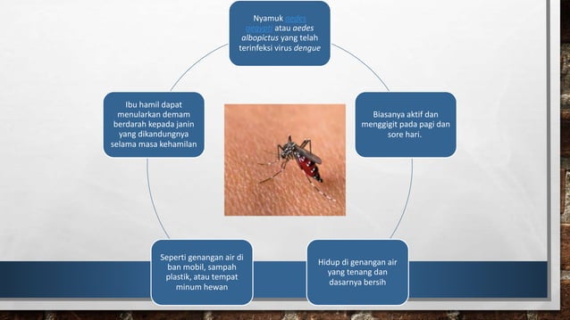 PPT PENYULUHAN TENTANG DEMAM BERDARAH DENGUE | PPTX