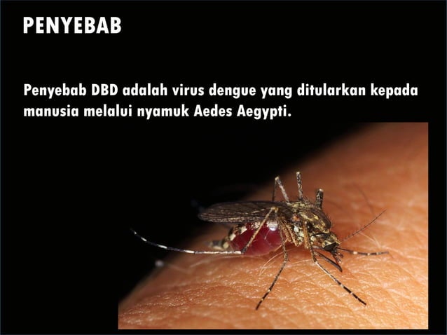 Demam berdarah dengue in daily life.pptx