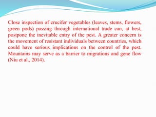Current scenario on pest status of DBM Plutella xylostella and its ...