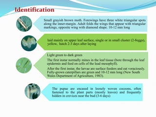 Current scenario on pest status of DBM Plutella xylostella and its ...