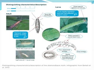 Current scenario on pest status of DBM Plutella xylostella and its management techniques | PPT