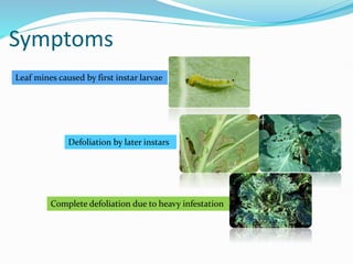 Current scenario on pest status of DBM Plutella xylostella and its ...