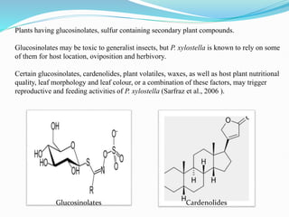 Current scenario on pest status of DBM Plutella xylostella and its ...