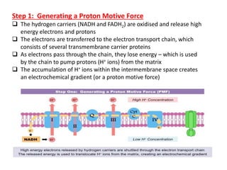 ELECTRON TRANSPORT CHAIN | PPTX