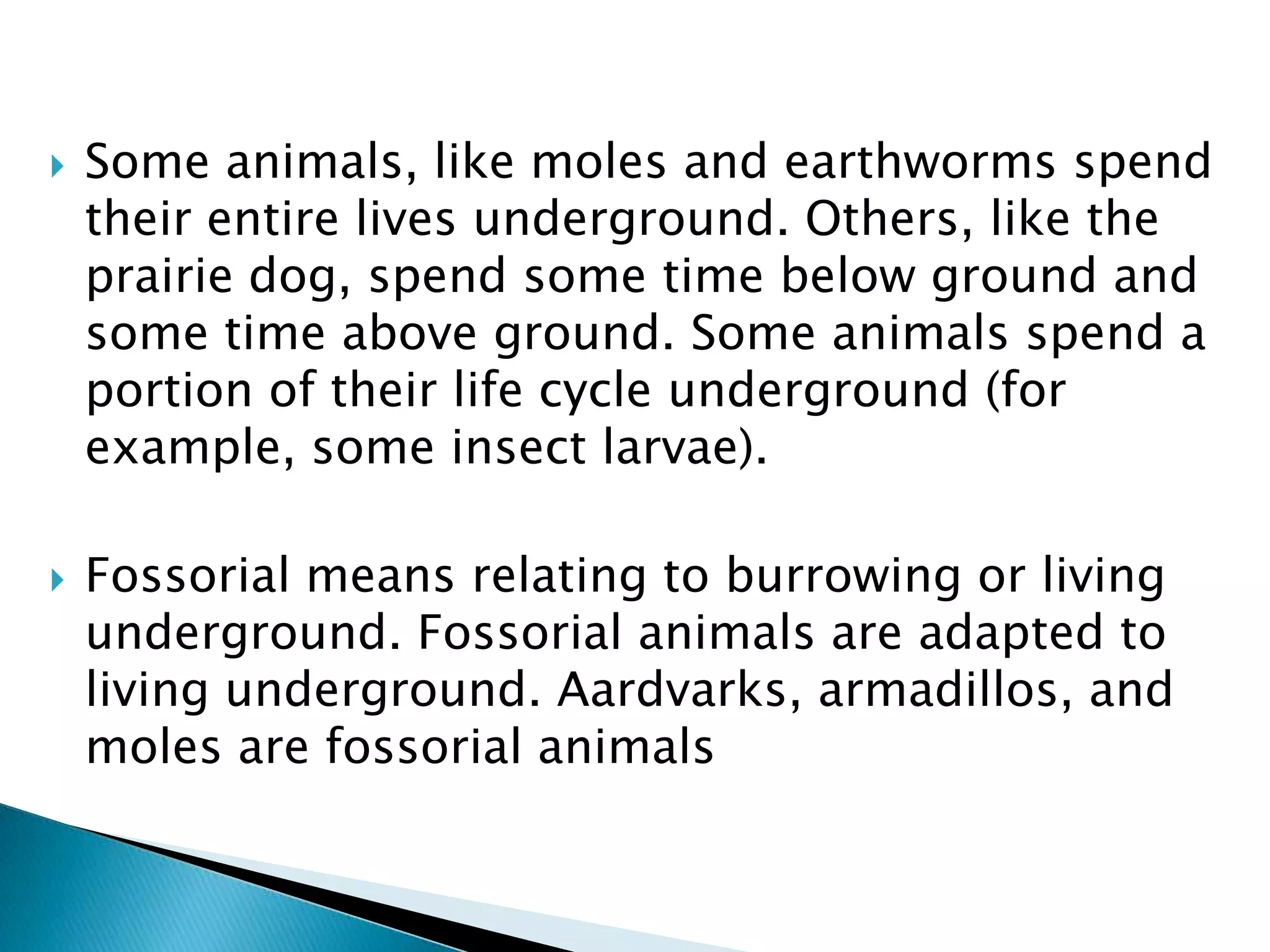 burrowing animal printouts | PPTX