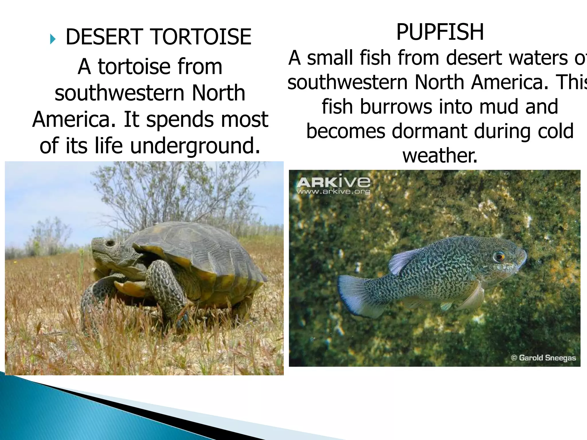 burrowing animal printouts | PPTX