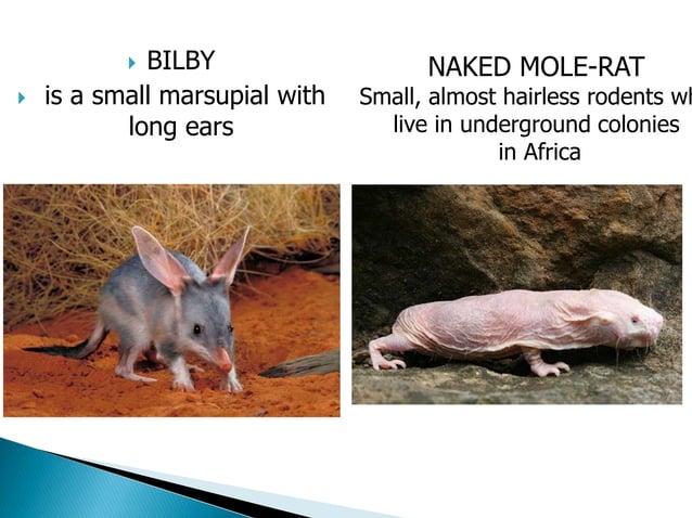 burrowing animal printouts | PPT