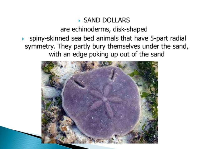 burrowing animal printouts | PPTX