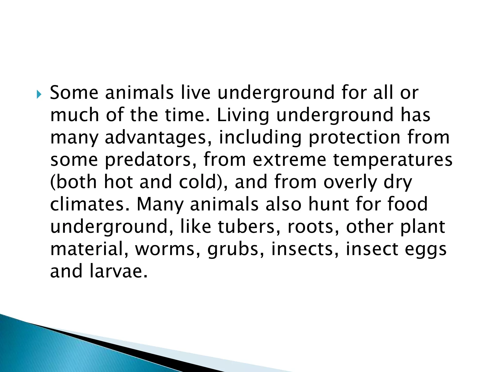 \ burrowing animal printouts | PPTX