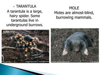 \ burrowing animal printouts | PPTX