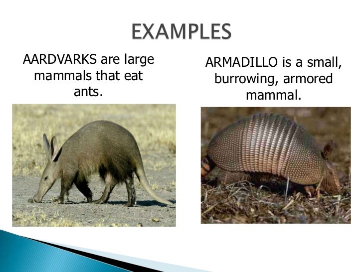 \ burrowing animal printouts