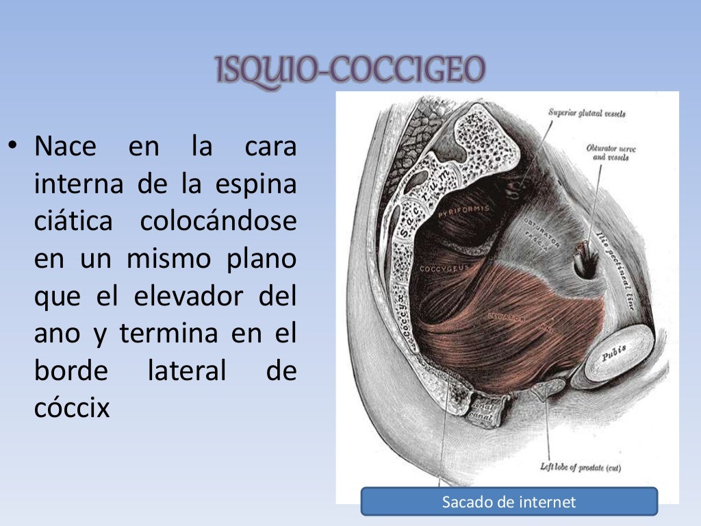 coccix