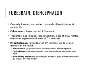 Anatomy of the Brain | PPTX