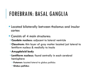 Anatomy of the Brain | PPTX