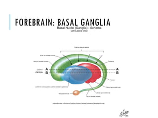 Anatomy of the Brain | PPTX