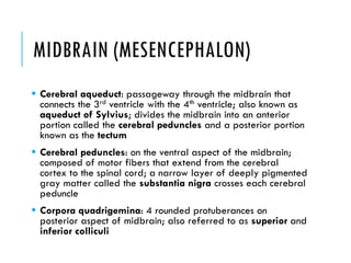 Anatomy of the Brain | PPTX