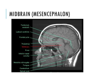 Anatomy of the Brain | PPTX