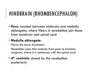 Anatomy of the Brain | PPTX