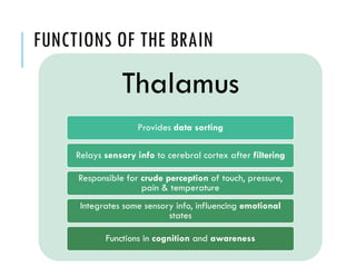 Anatomy of the Brain | PPTX