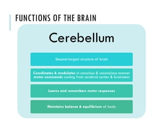 Anatomy of the Brain | PPTX