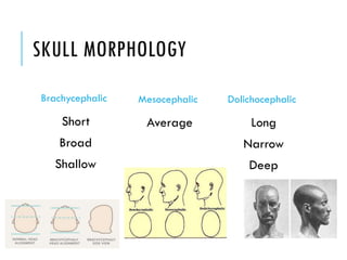 Anatomy of the Brain | PPTX