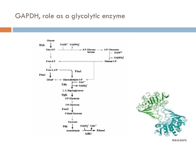 GAPDH, a well-known glycolytic enzyme, mediates