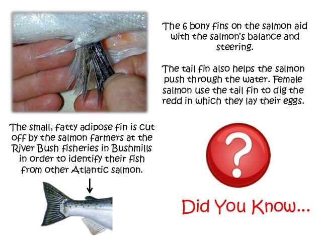 Salmon External Anatomy