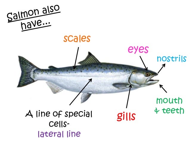 Salmon External Anatomy
