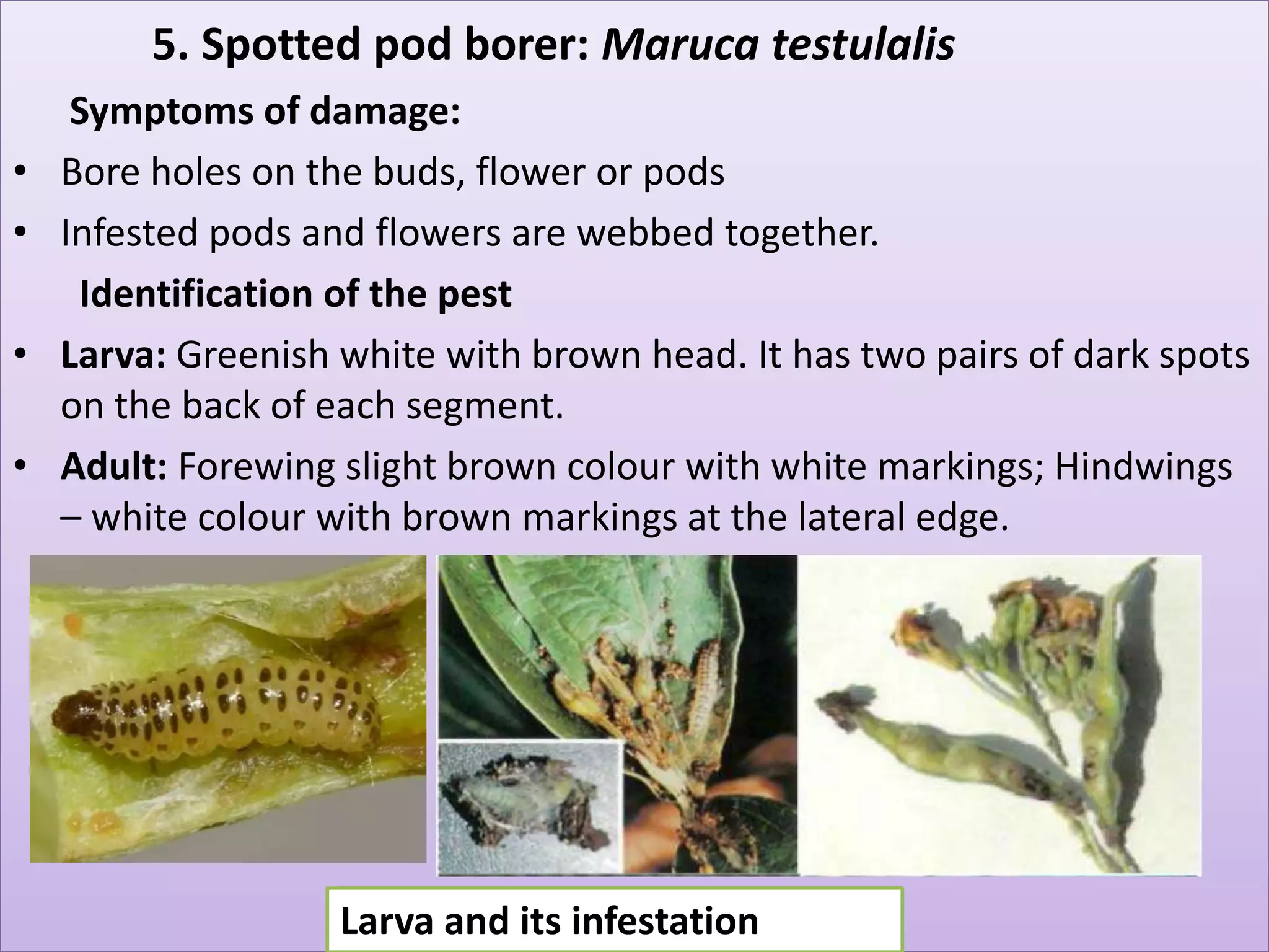 pest of pulses | PPTX