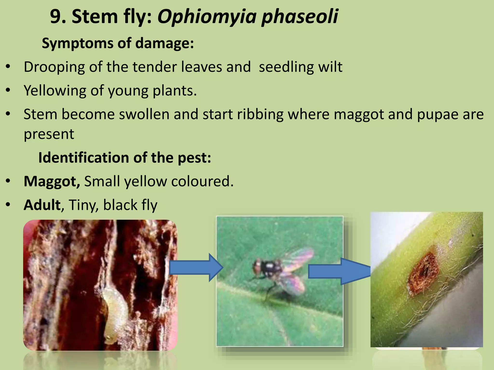 pest of pulses | PPTX