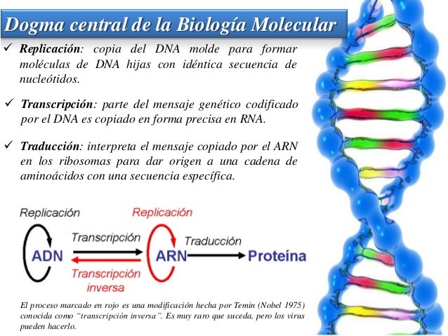 Dogma Central de la Biología Molecular