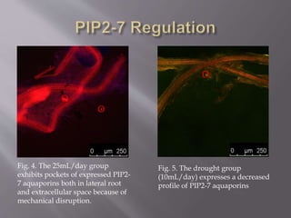 Regulation of PIP2-7 and Lateral Root Growth as | PPT