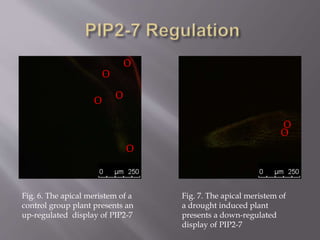 Regulation of PIP2-7 and Lateral Root Growth as | PPTX
