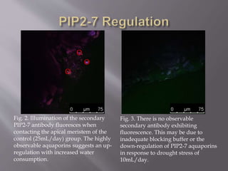 Regulation of PIP2-7 and Lateral Root Growth as | PPTX