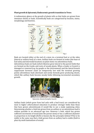 Veteran tree risk management via RNE - Part 1 Background | PDF