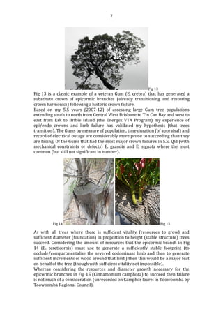 Veteran tree risk management via RNE - Part 1 Background | PDF
