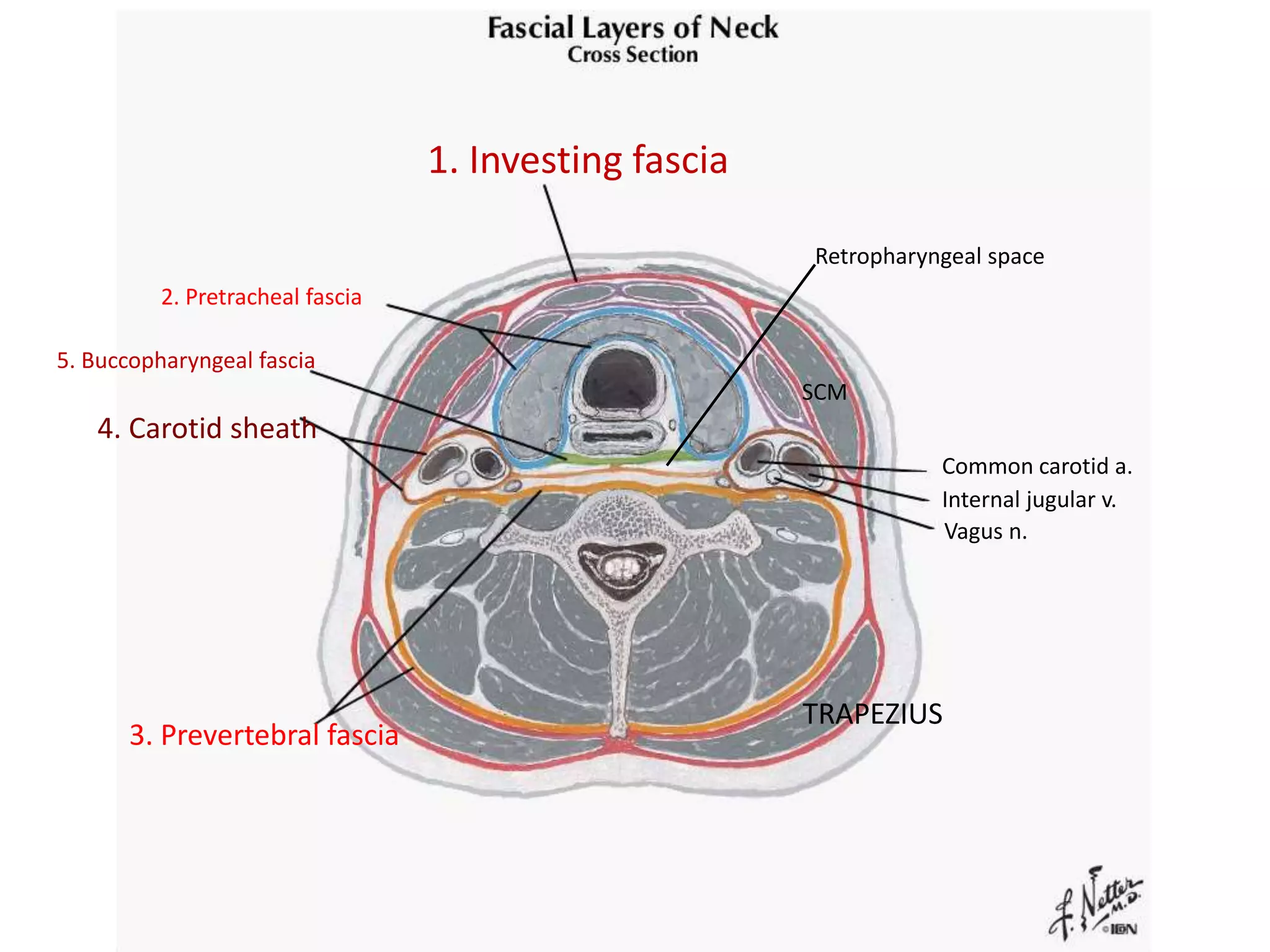 Deep cervical fascia and post triangle of neck anatomy | PPT