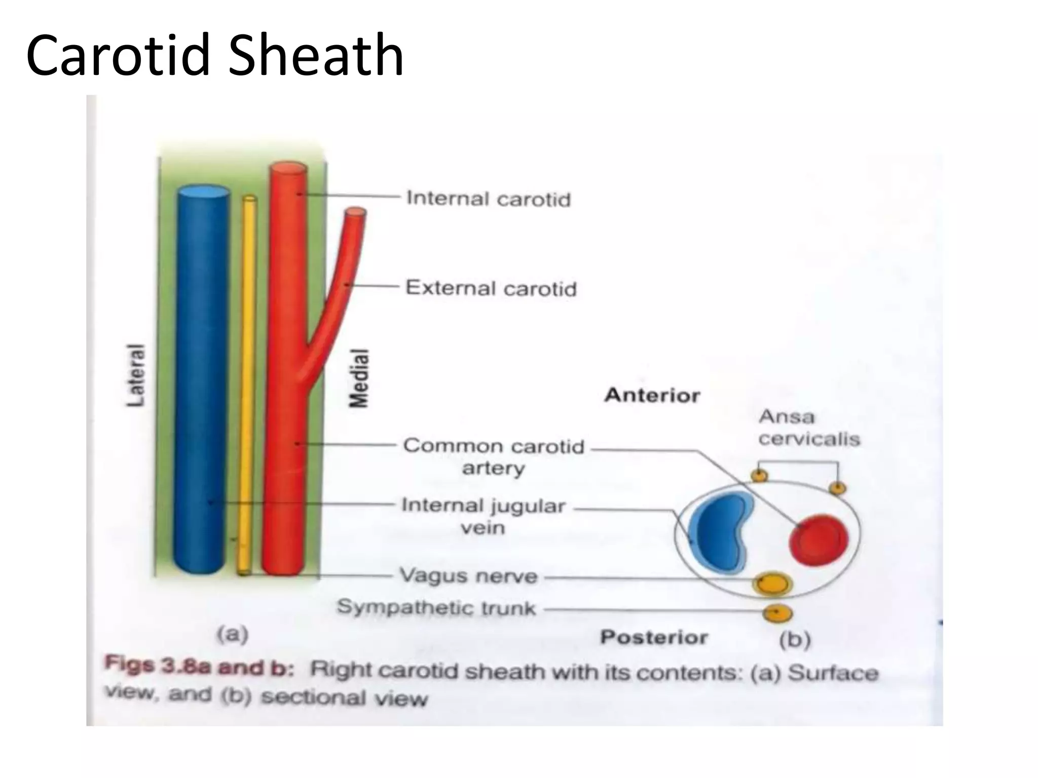 Deep cervical fascia and post triangle of neck anatomy | PPTX