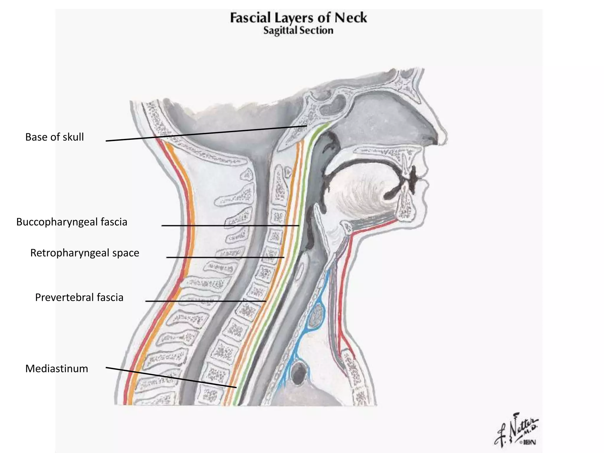 Deep cervical fascia and post triangle of neck anatomy | PPTX