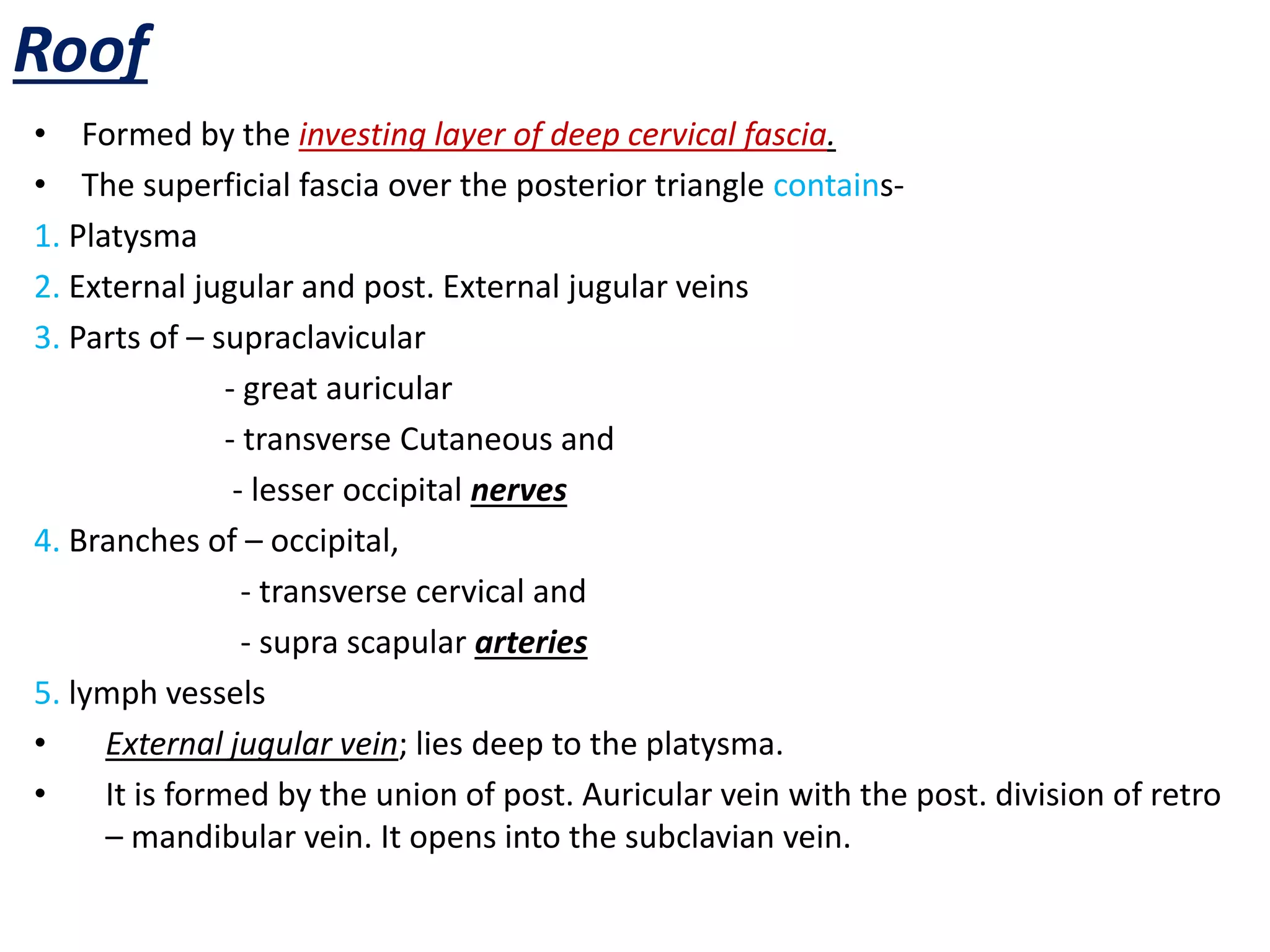Deep cervical fascia and post triangle of neck anatomy | PPTX