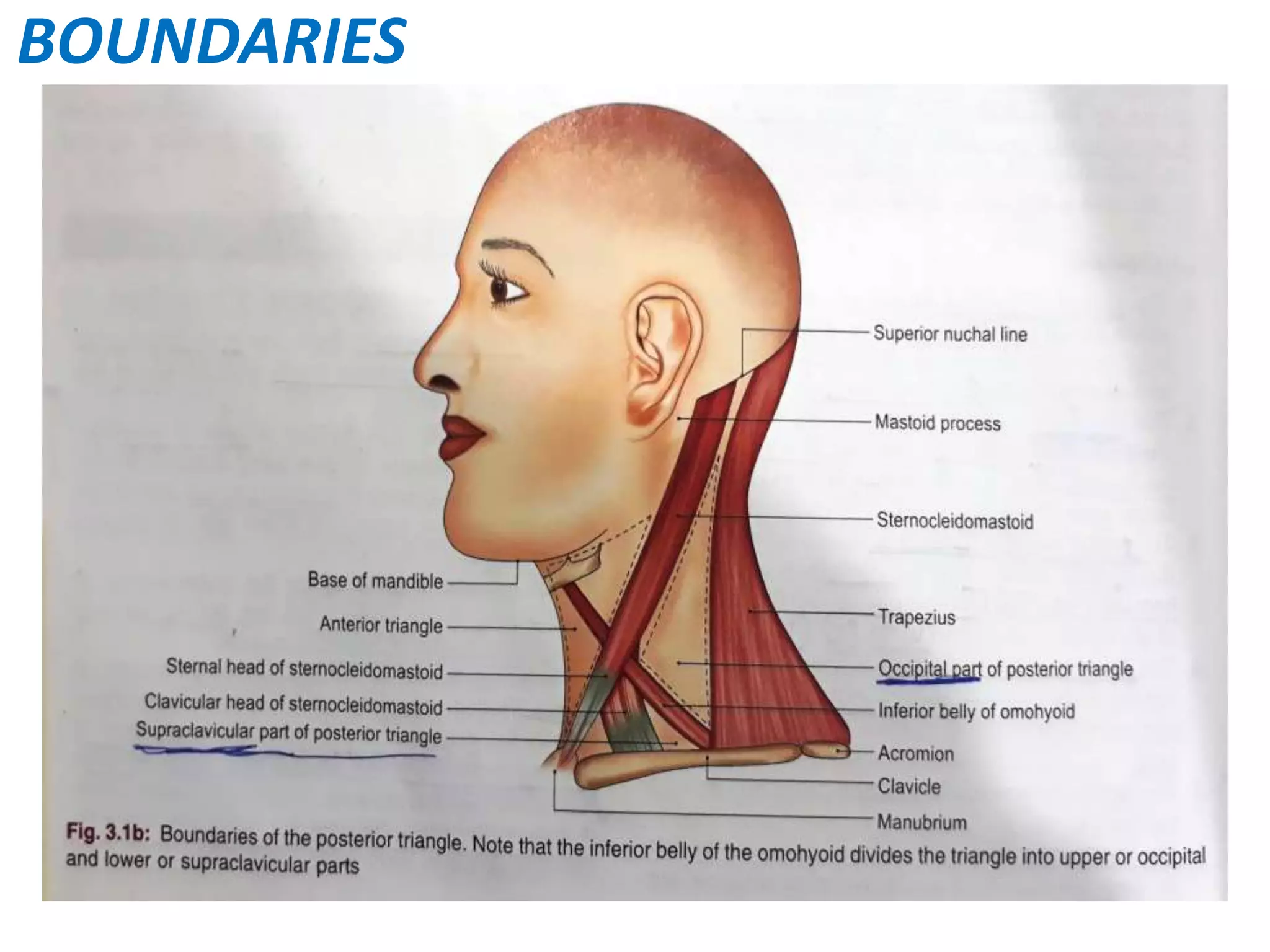 Deep cervical fascia and post triangle of neck anatomy | PPTX
