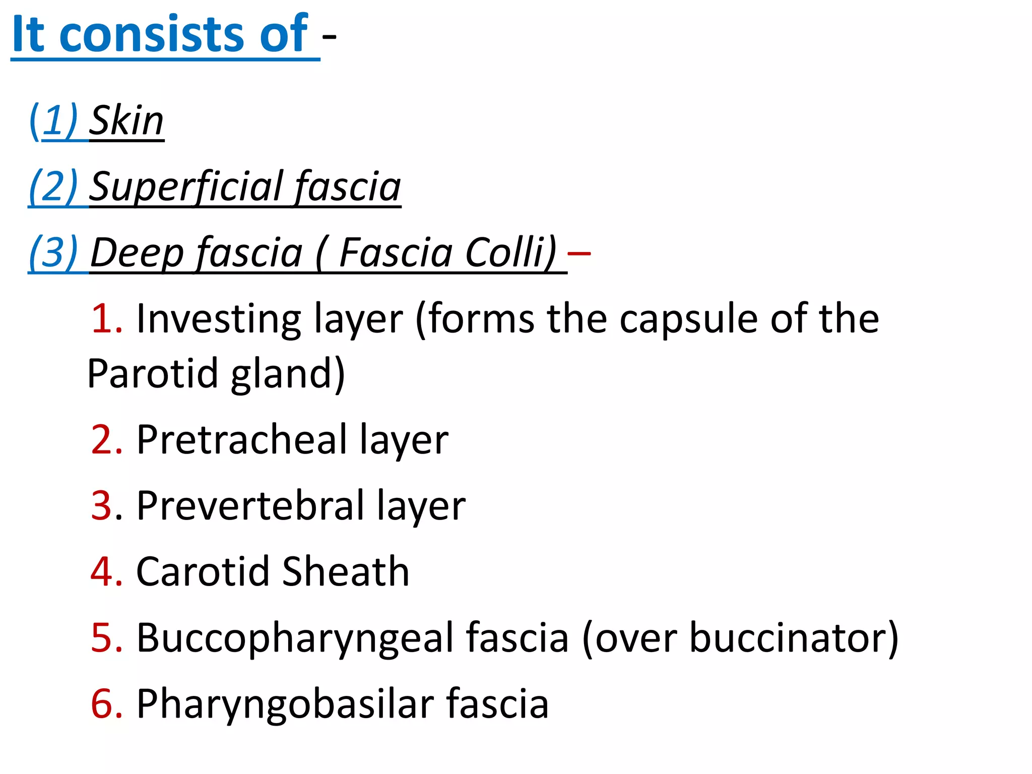 Deep cervical fascia and post triangle of neck anatomy | PPTX