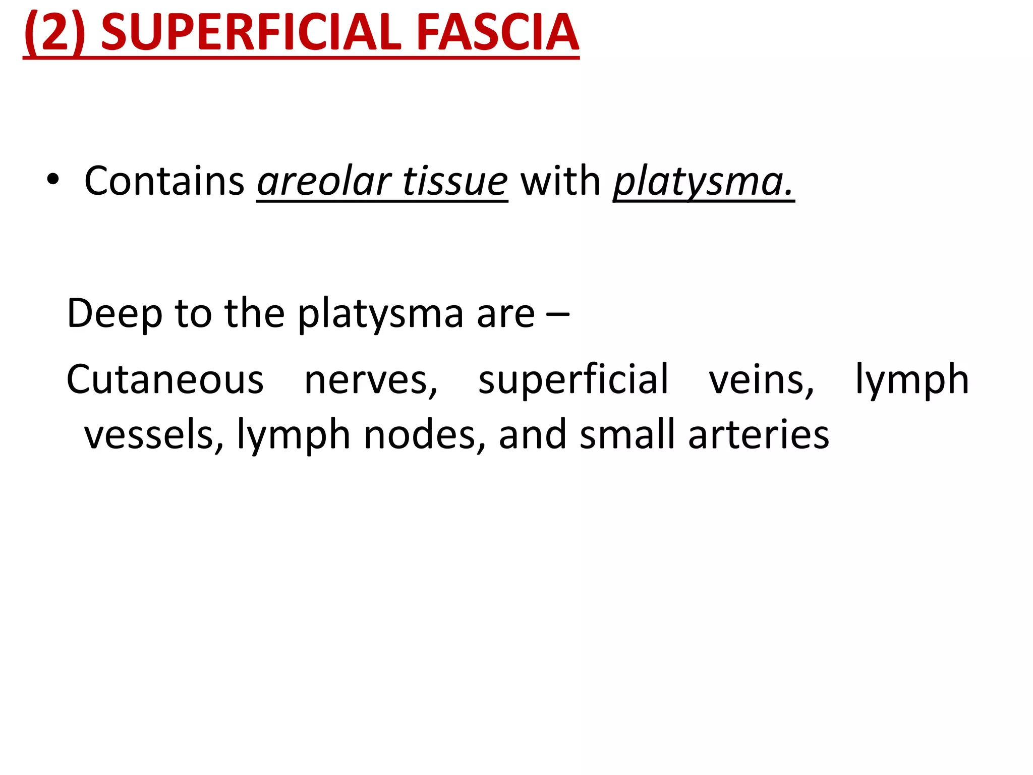 Deep cervical fascia and post triangle of neck anatomy | PPT