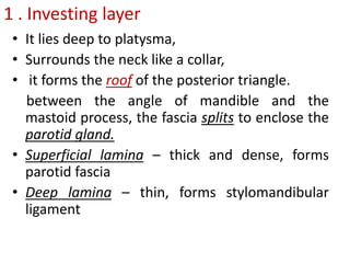 Deep cervical fascia and post triangle of neck anatomy | PPT