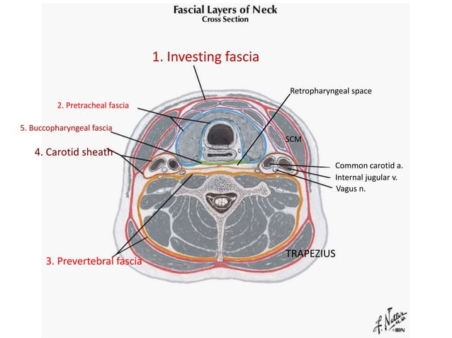 Deep cervical fascia and post triangle of neck anatomy | PPT