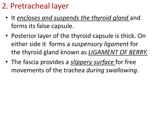 Deep cervical fascia and post triangle of neck anatomy | PPT
