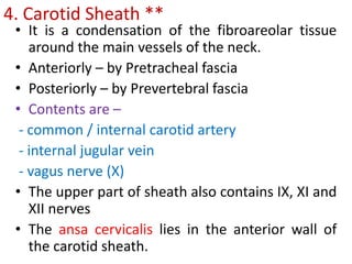 Deep cervical fascia and post triangle of neck anatomy | PPT