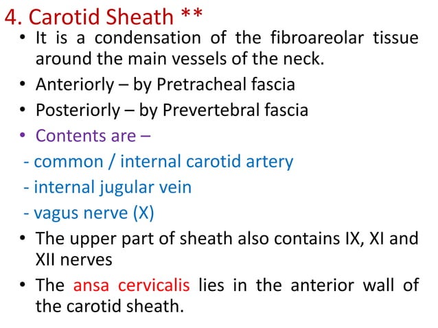 Deep cervical fascia and post triangle of neck anatomy | PPT